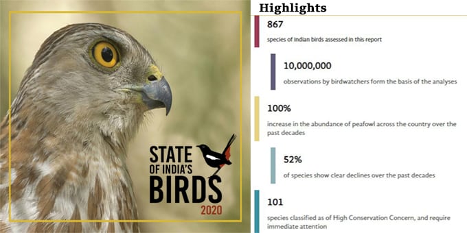 80% Indian bird species population on decline in past 5 yrs: State of ...